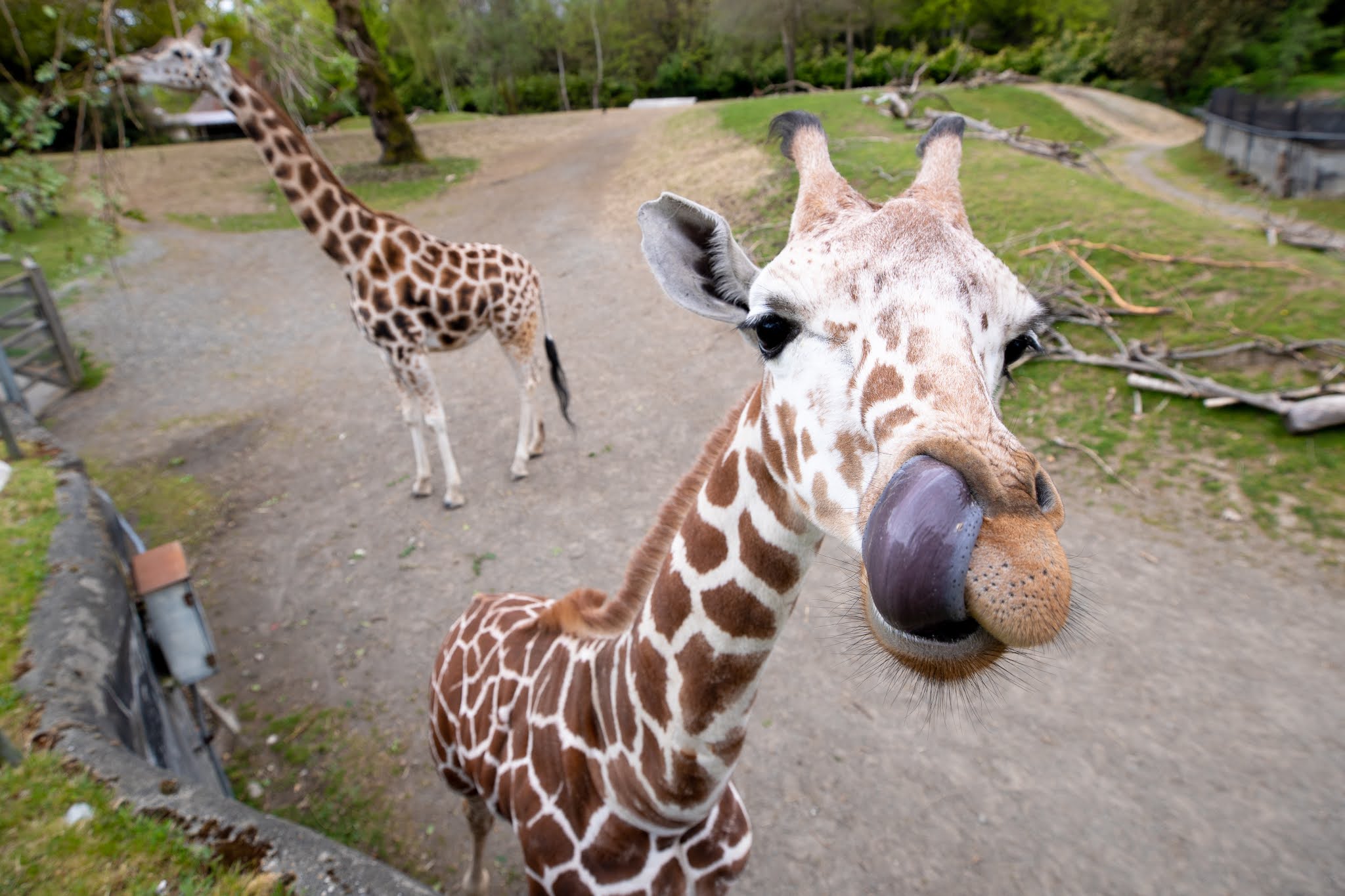 Shower Hasani with love: famed giraffe heading to new home