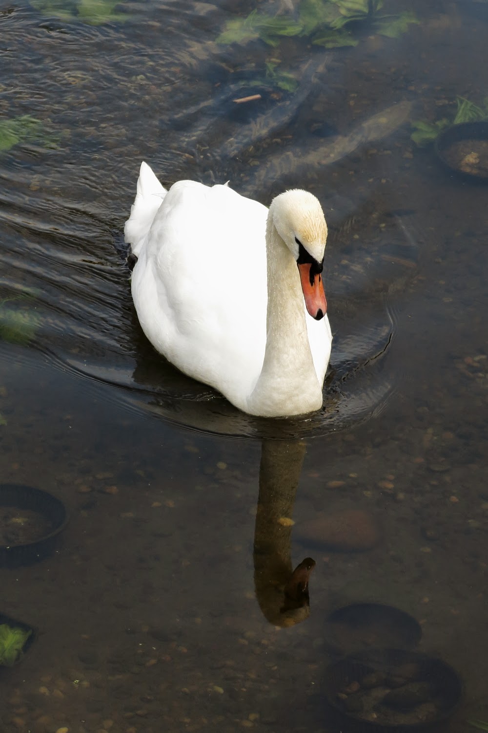 Norman & Norma - A Swan Love Story
