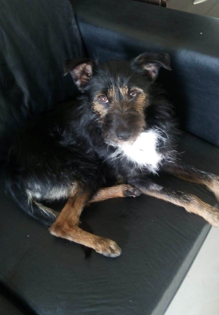 Adoptándonos: Aquiles, dulce cachorrón barbincho de tamaño chico en ...