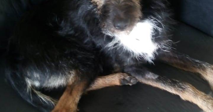 Adoptándonos: Aquiles, dulce cachorrón barbincho de tamaño chico en ...