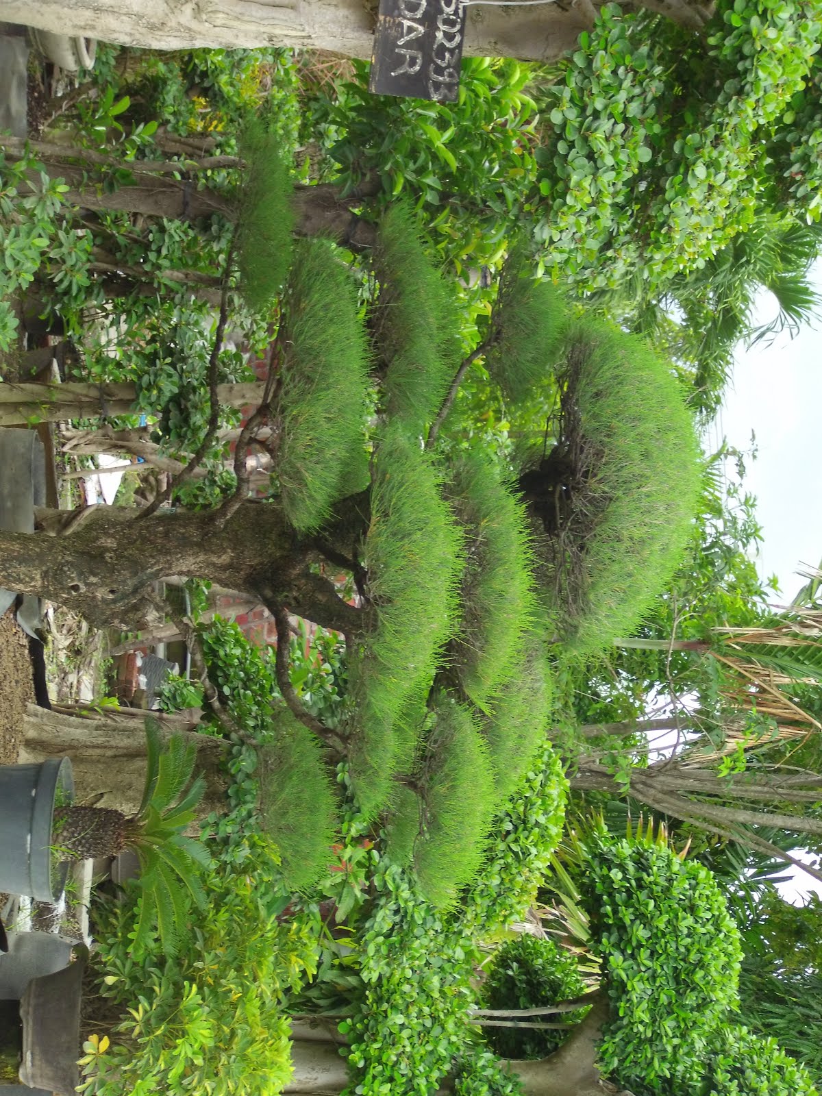 selamat datang di stand bunga"SEKAR ARUM"