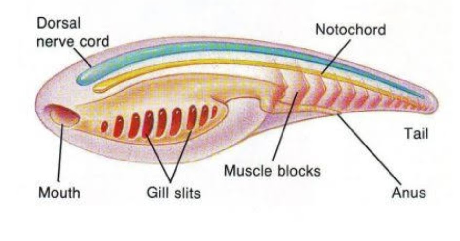 Pengertian, Ciri-ciri dan Struktur Filum Chordata