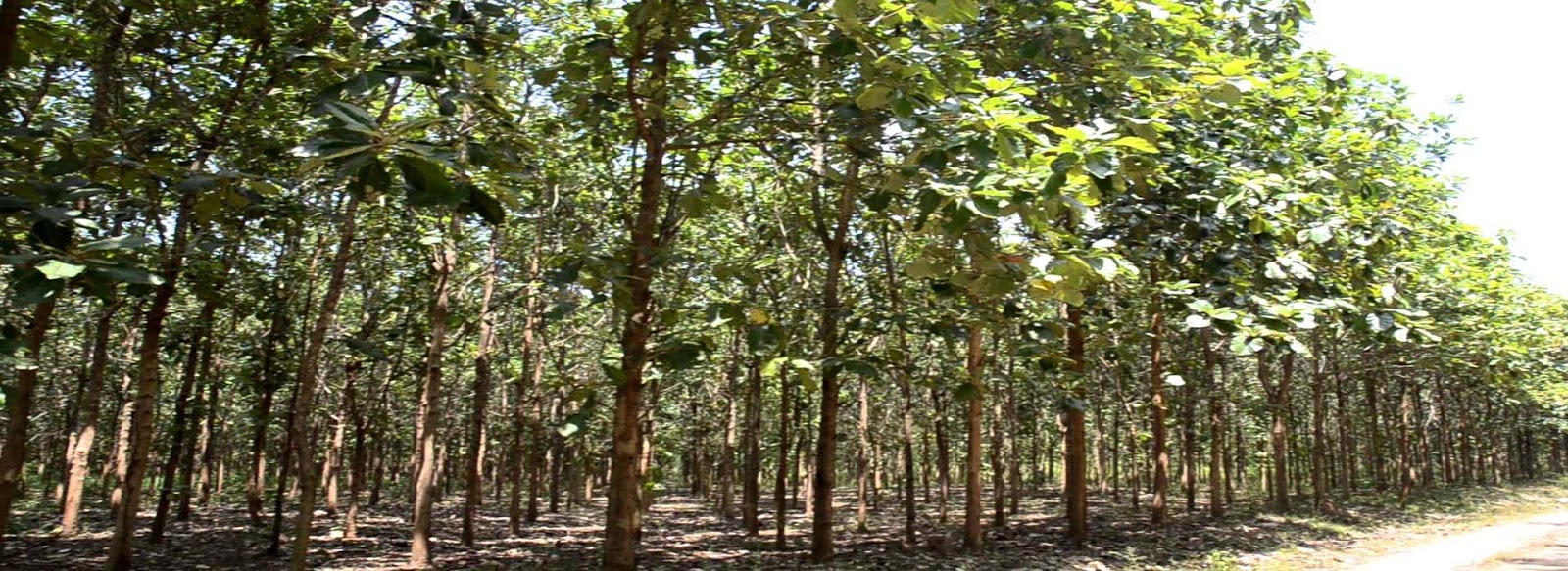 Sagwan Cultivation Plantation Farming Plants Teak Agriculture