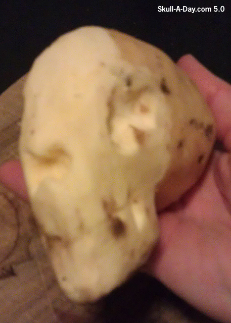 Potato Skull