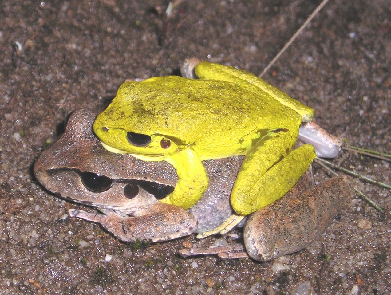 Illawarra frogs | Growing Illawarra Natives