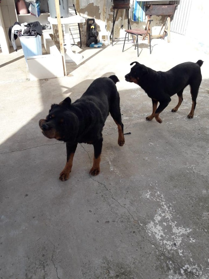GRUPO SOLAR: LINDO CASAL DE ROTTWEILER PARA ADOÇÃO RESPONSÁVEL