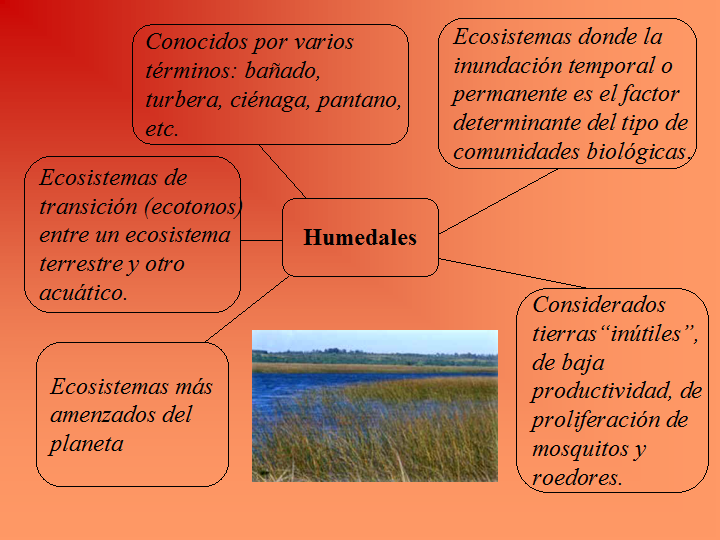 INFORMÁS 2012: BIOMAS DEL URUGUAY: Los humedales