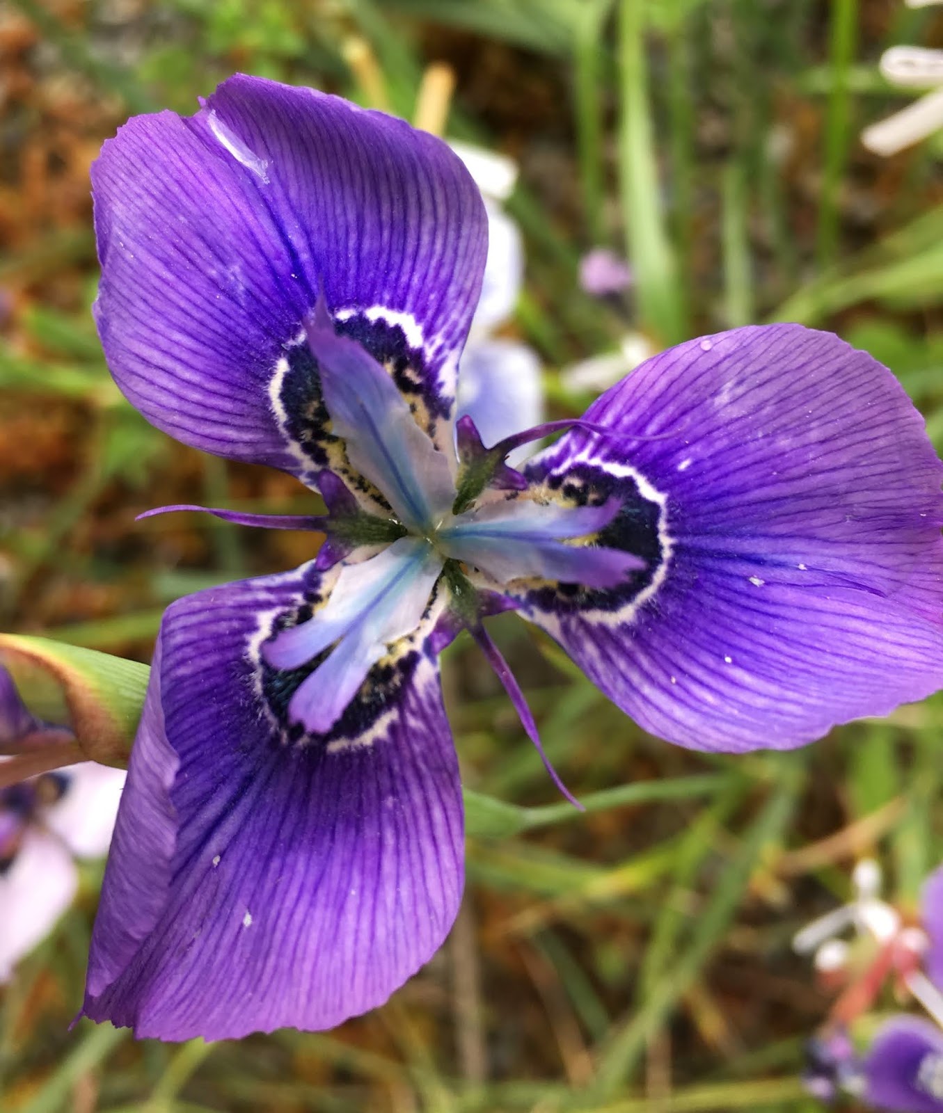 Growing Cool Plants: Moraea MM 17-10