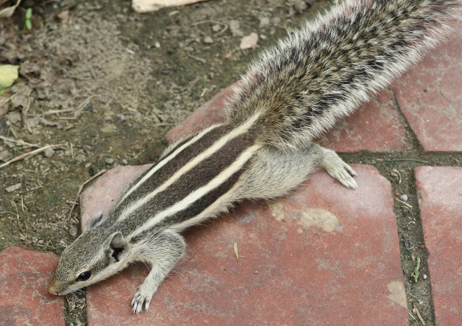 Sri Lanka Palm-Squirrel (Funambulus Palmarum)