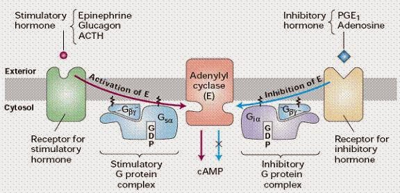 Caffeine: Risks and Benefits – a Comparative View : Caffeine Pharmacology