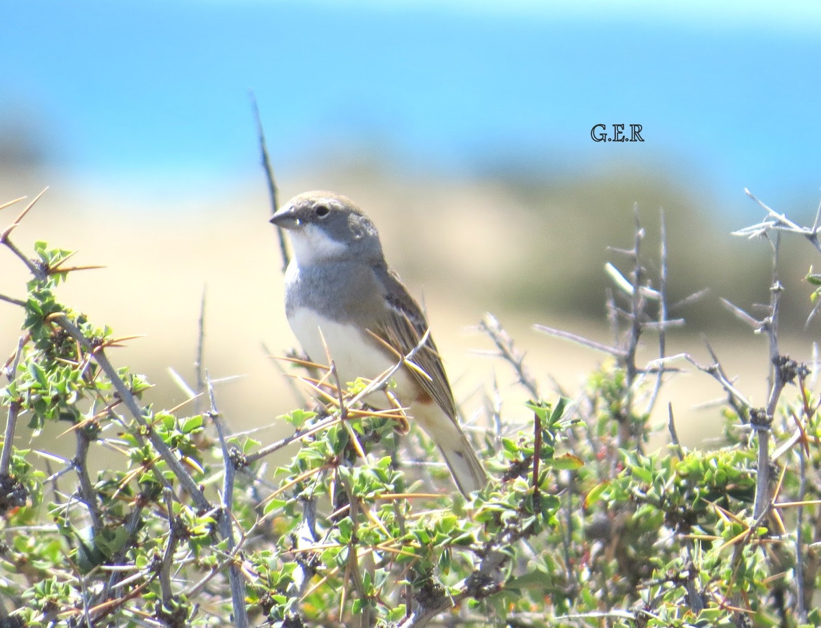 Aves del Golfo San Jorge: Diuca común (Diuca diuca)