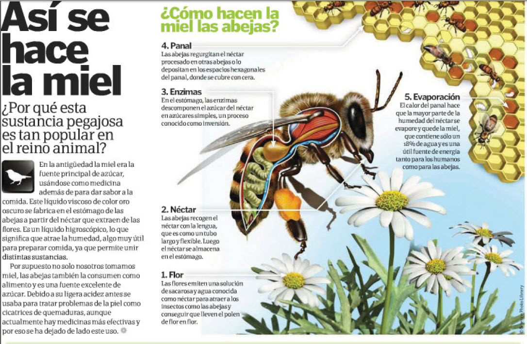 CORONA APICULTORES: COMO SE ELABORA LA MIEL