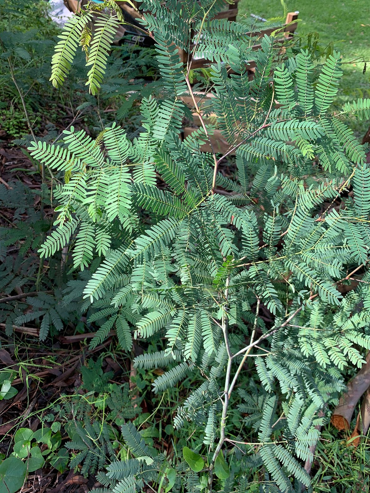 Branga Plants