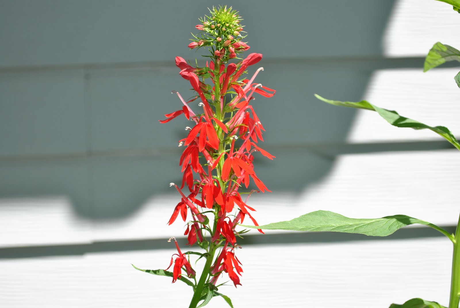 Ramble On Rose: Rain Gardens 103: The Plants