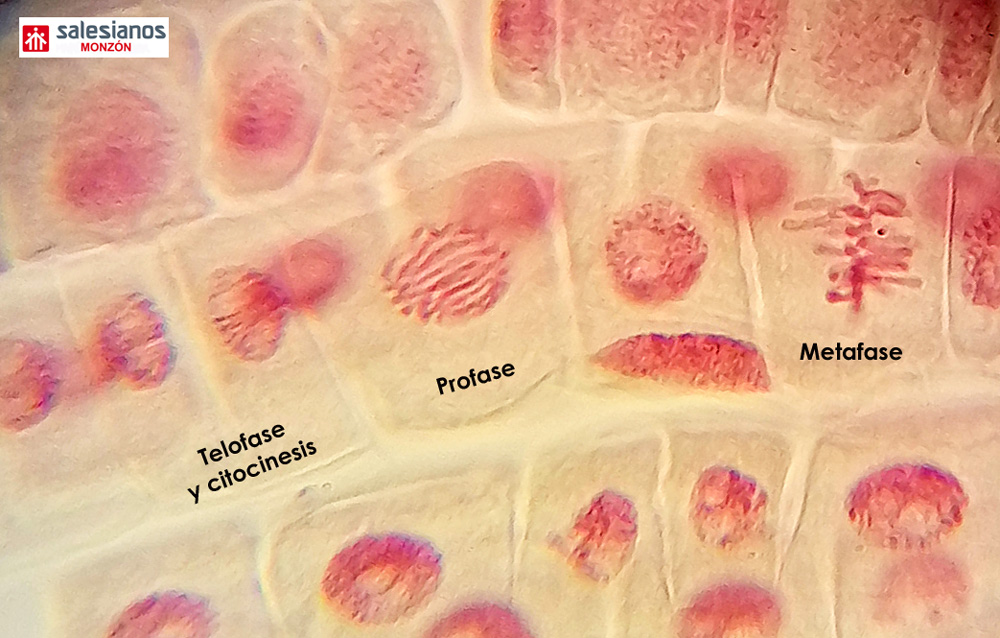 ConCiencia: Observación de Mitosis en células vegetales