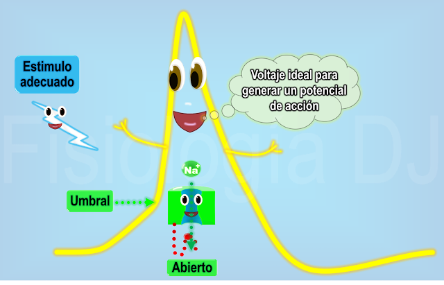 Fisiología DJ: Fisiología: Umbral