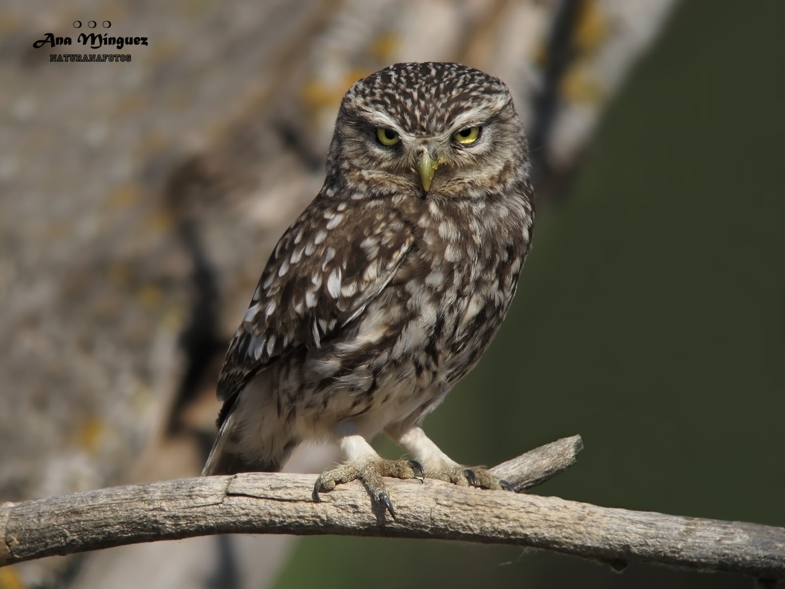 NATURANAFOTOS: Mochuelo europeo/ Little Owl