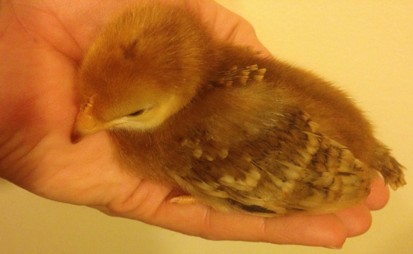LL Farm: A Week by Week Plan for Raising Baby Chicks