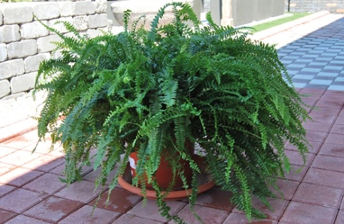 Plante care reduc umiditatea din camera - Blog cu diverse