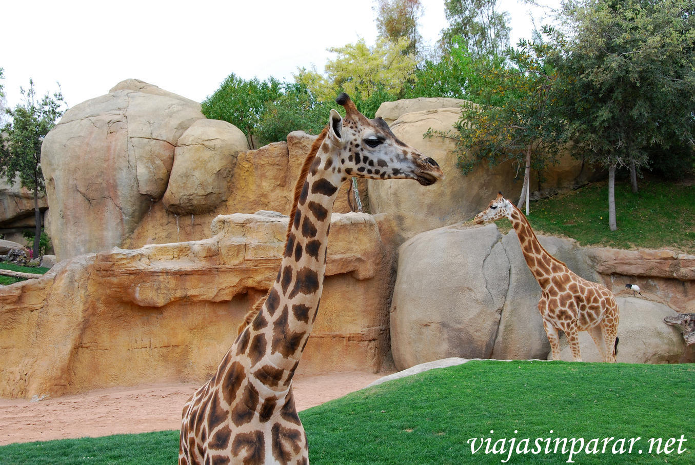 Viaja Sin Parar: Visitar Bioparc Valencia