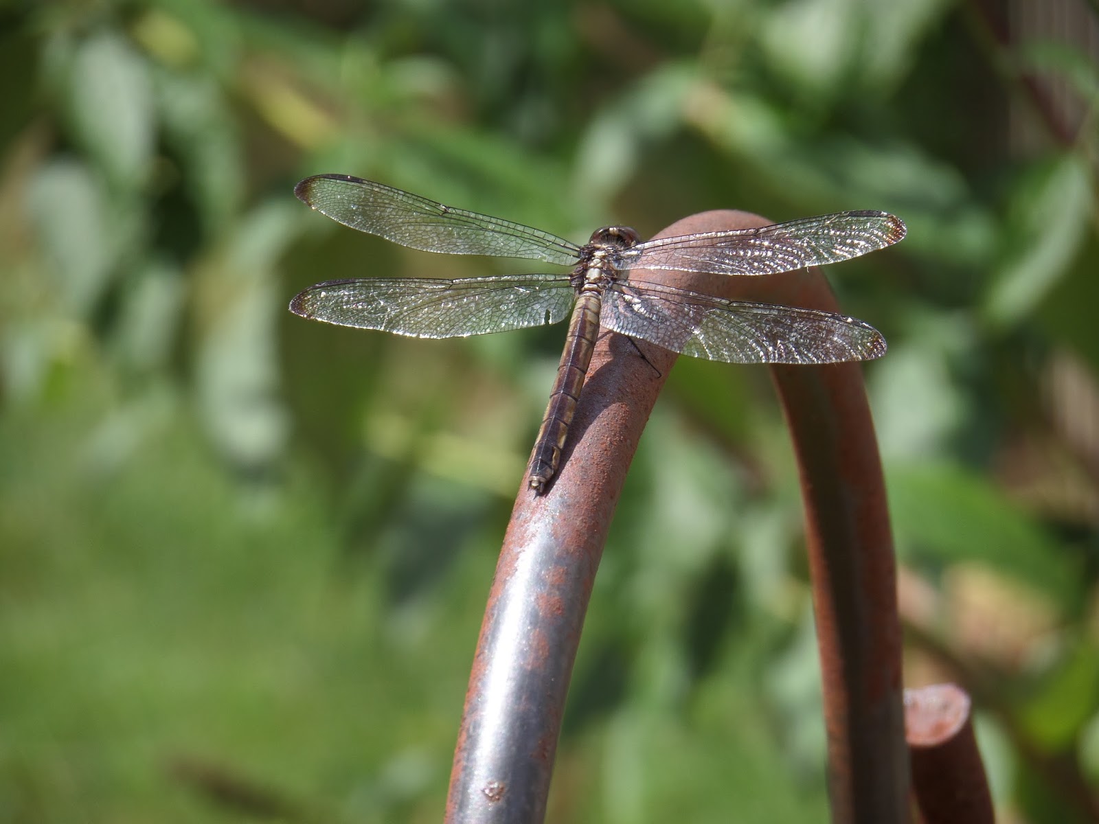 An Easy Butterfly & Hummingbird Garden & Hummingbird Necter Recipe