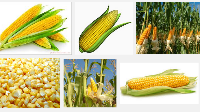 JAGUNG (Zea mays ssp. mays)/CORN - Ensiklopedia Tumbuhan