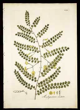 Flora de Puerto Rico Ilustrada Papo Vives: FABACEAE PICTETIA ACULEATA ...