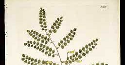 Flora de Puerto Rico Ilustrada Papo Vives: FABACEAE PICTETIA ACULEATA ...