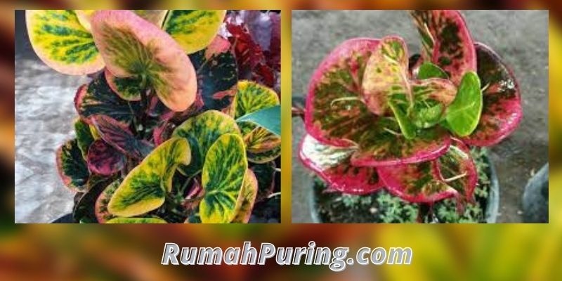 Ini Dia 9 Jenis Tanaman Puring yang Paling Populer Dipasaran! - rumah ...