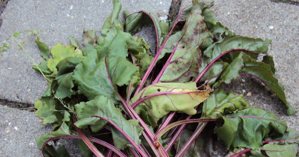 Life and Lizzy♡: Rode bietjes volgens grootmoeders recept