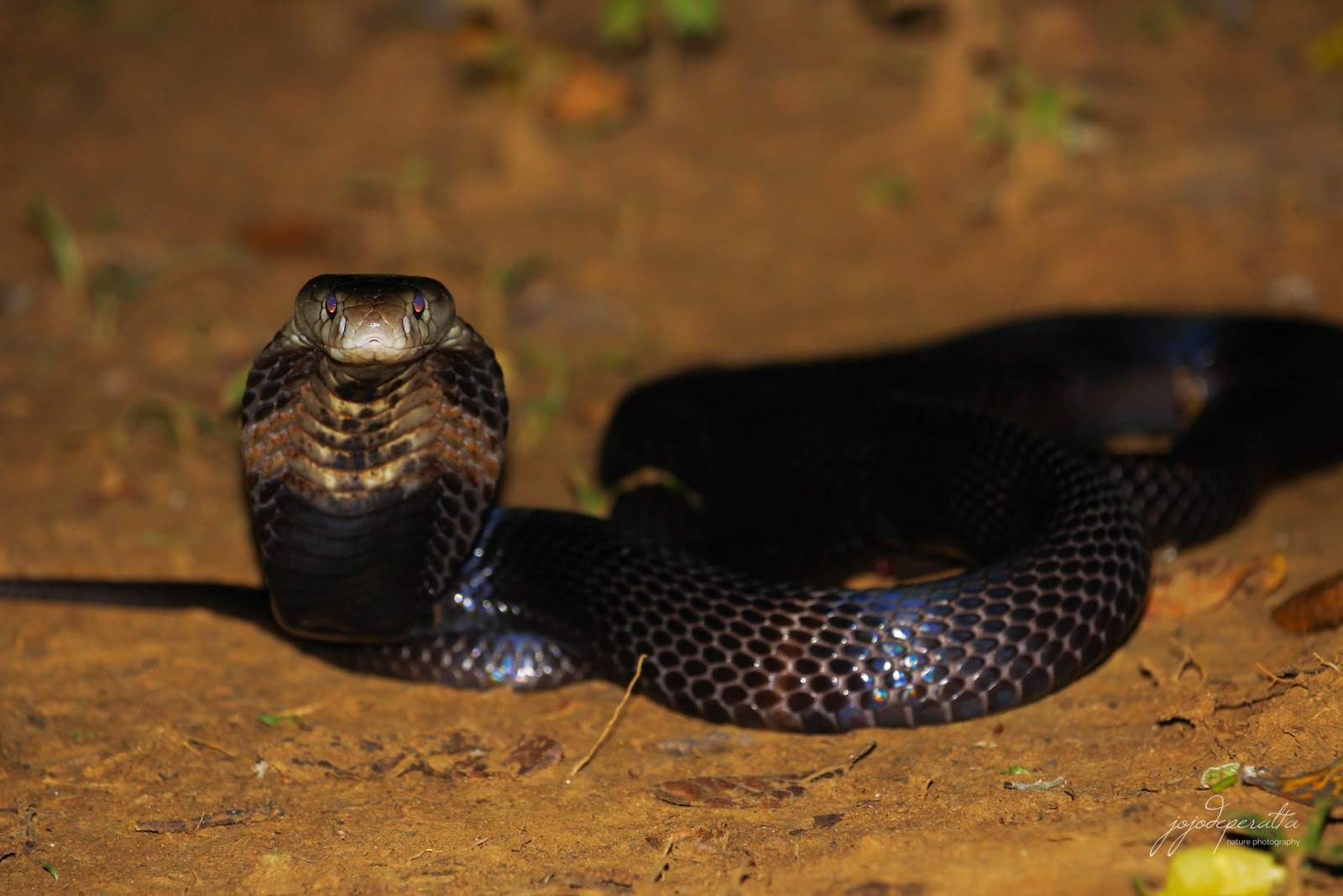 Palawan Spitting Cobra