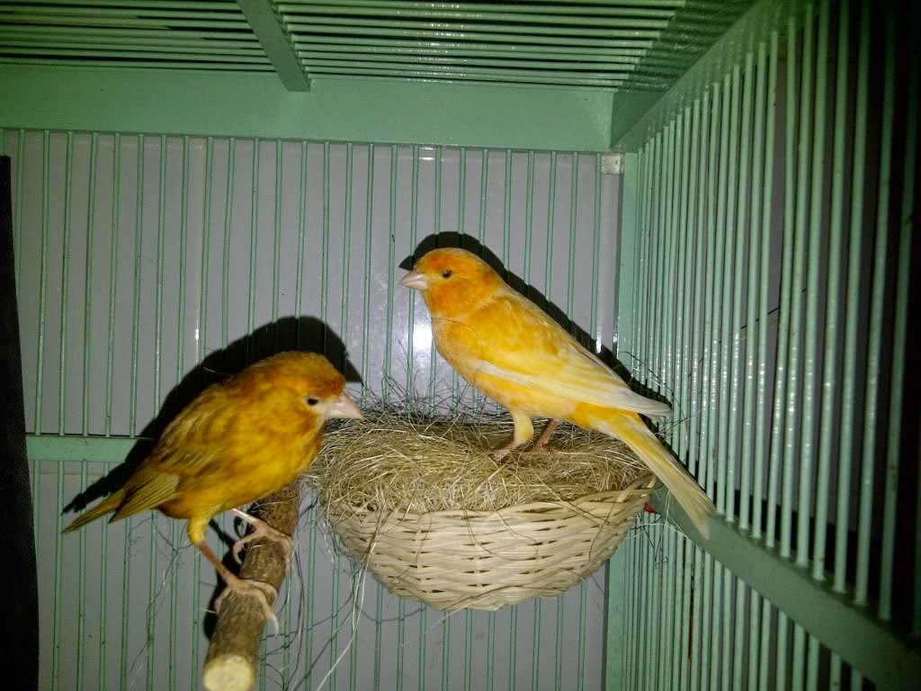 Pusat Informasi Seputar Klub Burung Lovebird dan Kenari Terlengkap ...