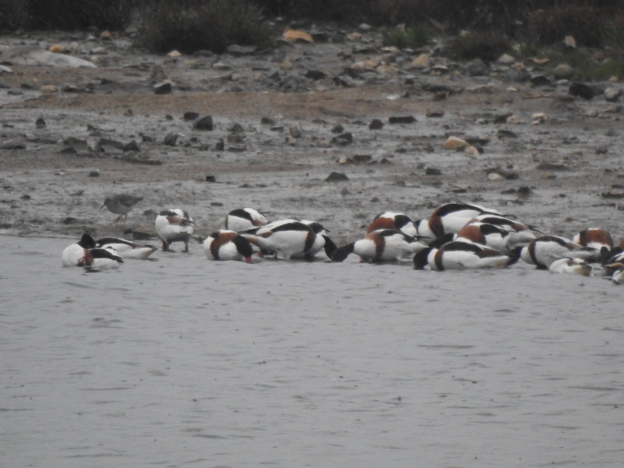 PASARI DIN ROMANIA: FLUIERAR CU PICIOARE ROSII, Tringa totanus