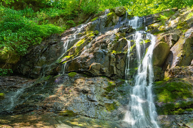 A Tree Falling: Shenandoah National Park: Jones Run/Doyles River