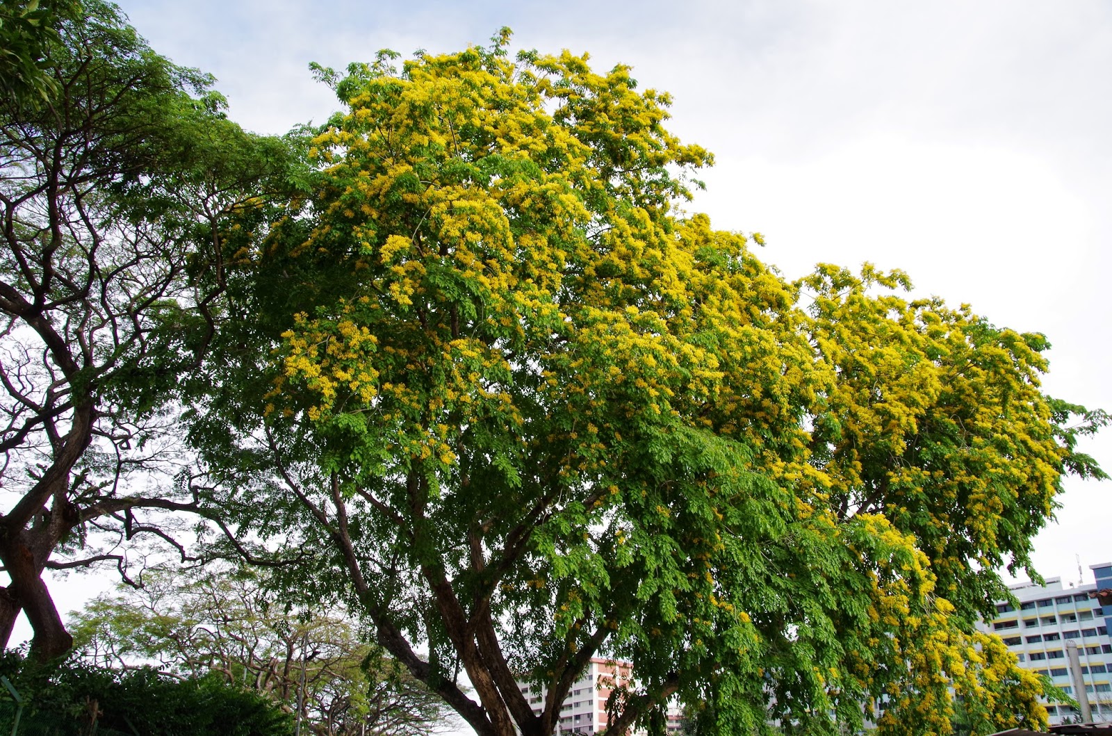 Trees and Plants: Angsana