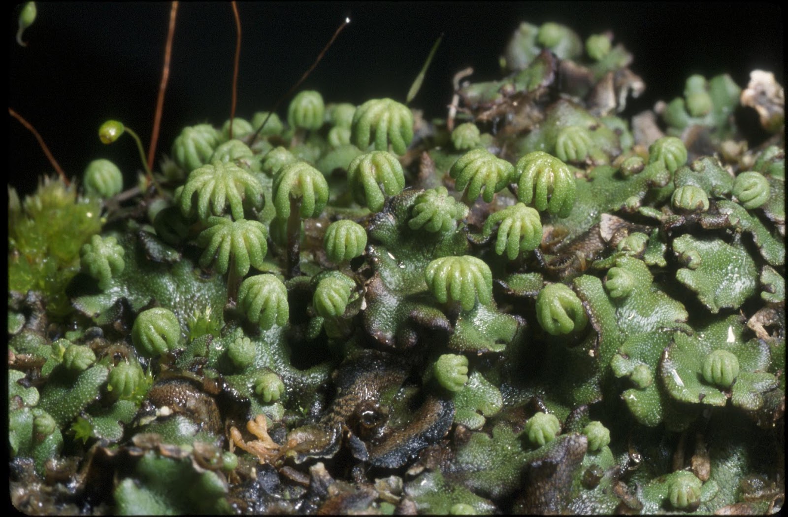 Briófitas: Hepáticas. | Biologia: A ciência da vida