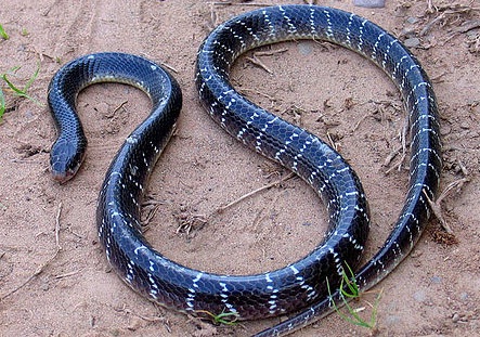 හරිත ලොවක්: February 2018