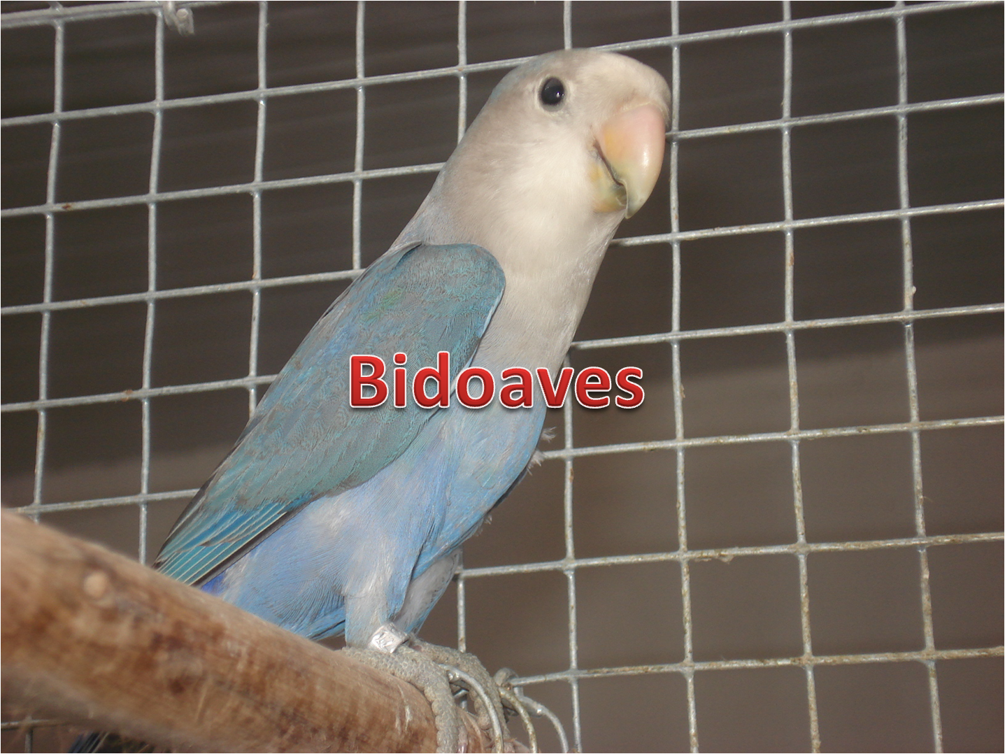 Bidoaves: Roseicollis