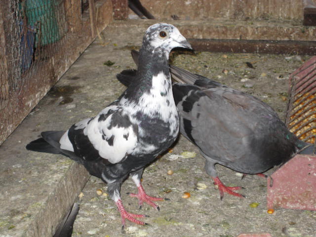 Gambar - gambar Merpati Pos