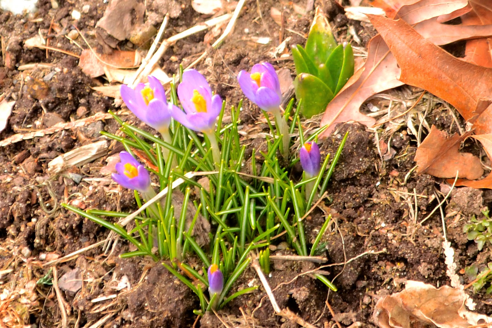 The Nature of Framingham: First Flowers of Spring