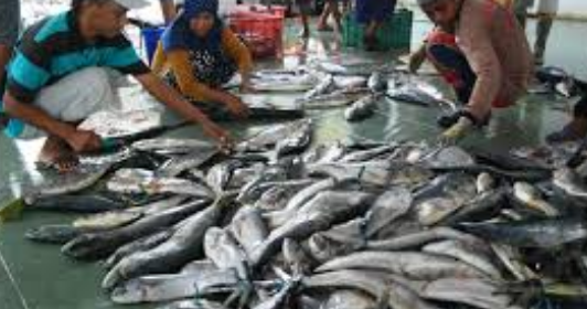 PROSES PENGOLAHAN PRODUK HASIL PERIKANAN