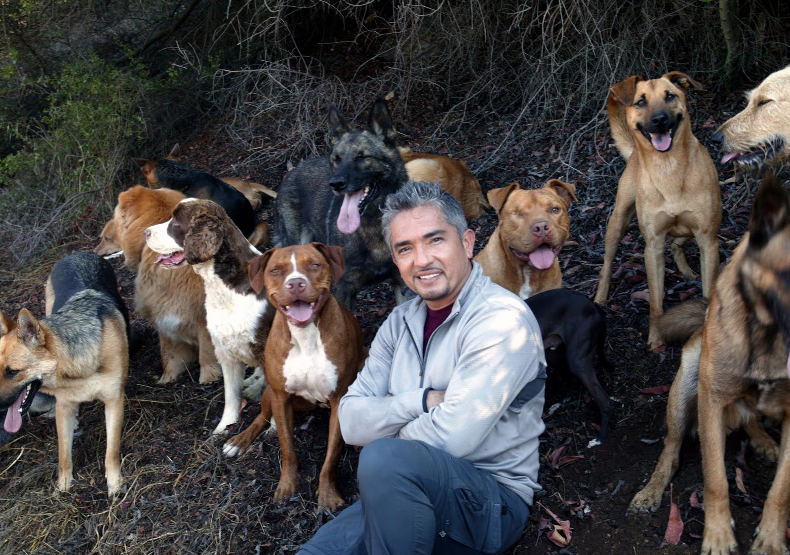 Lovely Pets: Cesar Milan Dog Trainer