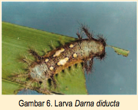 Setora nitens: Informasi Organisme Pengganggu Tanaman Ulat api DARNA SPP