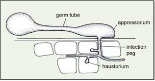 PLANT PATHOLOGY: HOW PATHOGENS ATTACK PLANTS