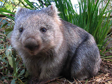 Una enfermedad sarnosa amenaza a dos especies de wombat en Australia ...