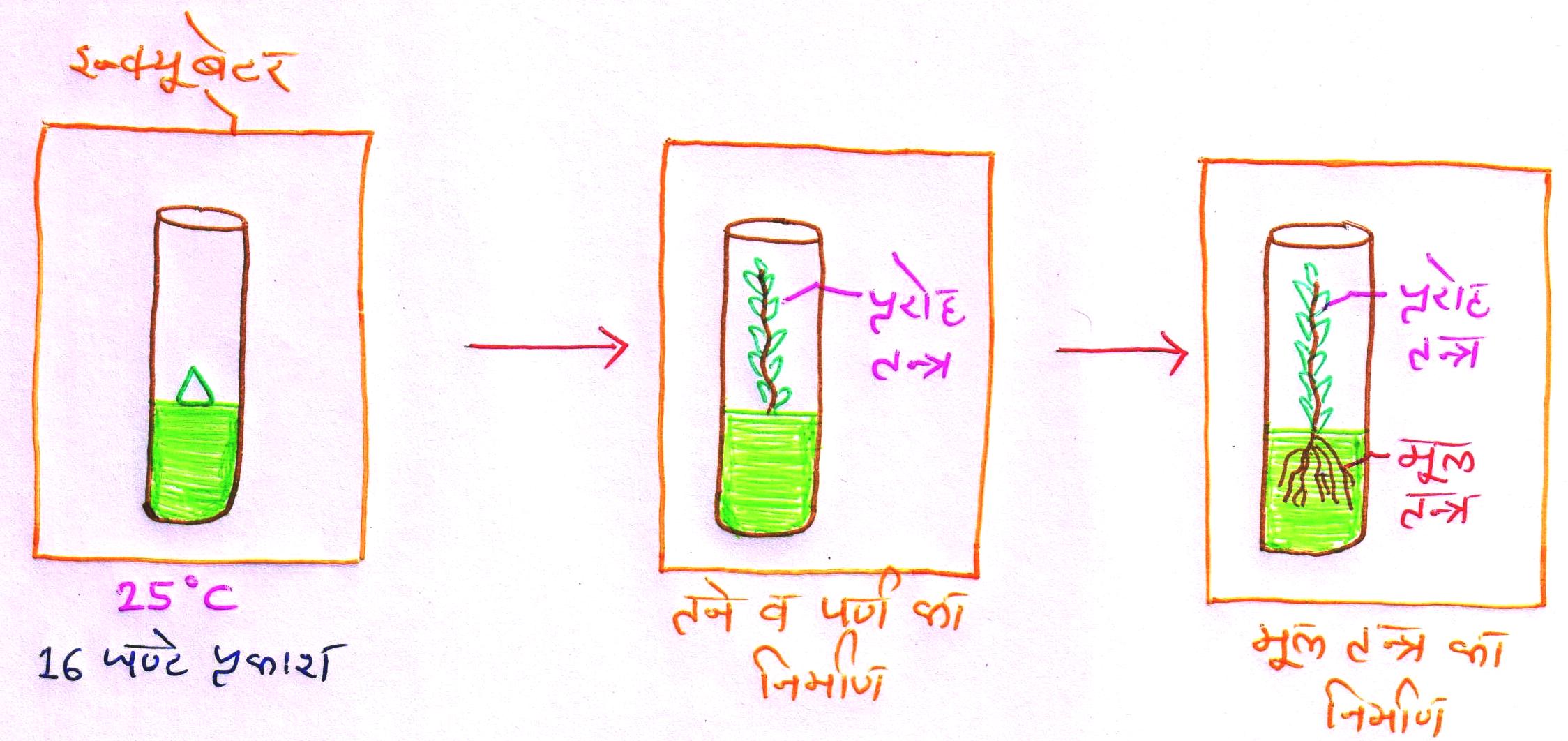 Axillary bud proliferation approach- Shoot tip or meristem culture
