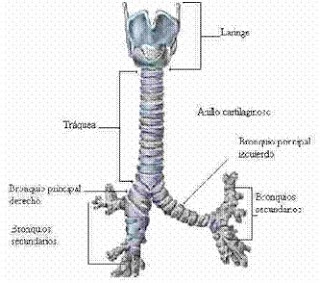 Anatomía Y Fisiología Animal: ¿QUÉ ES TRÁQUEA?