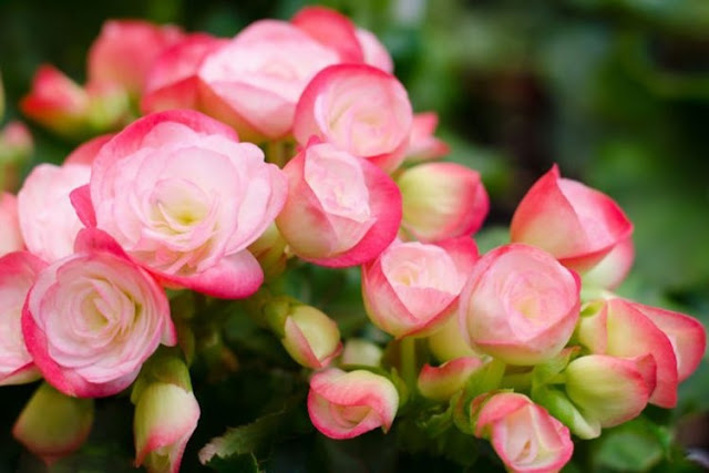 The Begonia of Albania, a Flower of Astonishing Medicinal Value