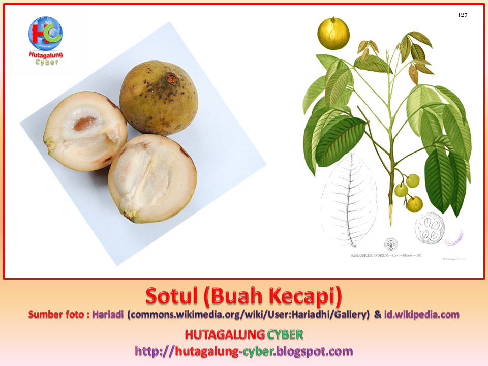 Sotul atau Buah Kecapi - Hutagalung Cyber