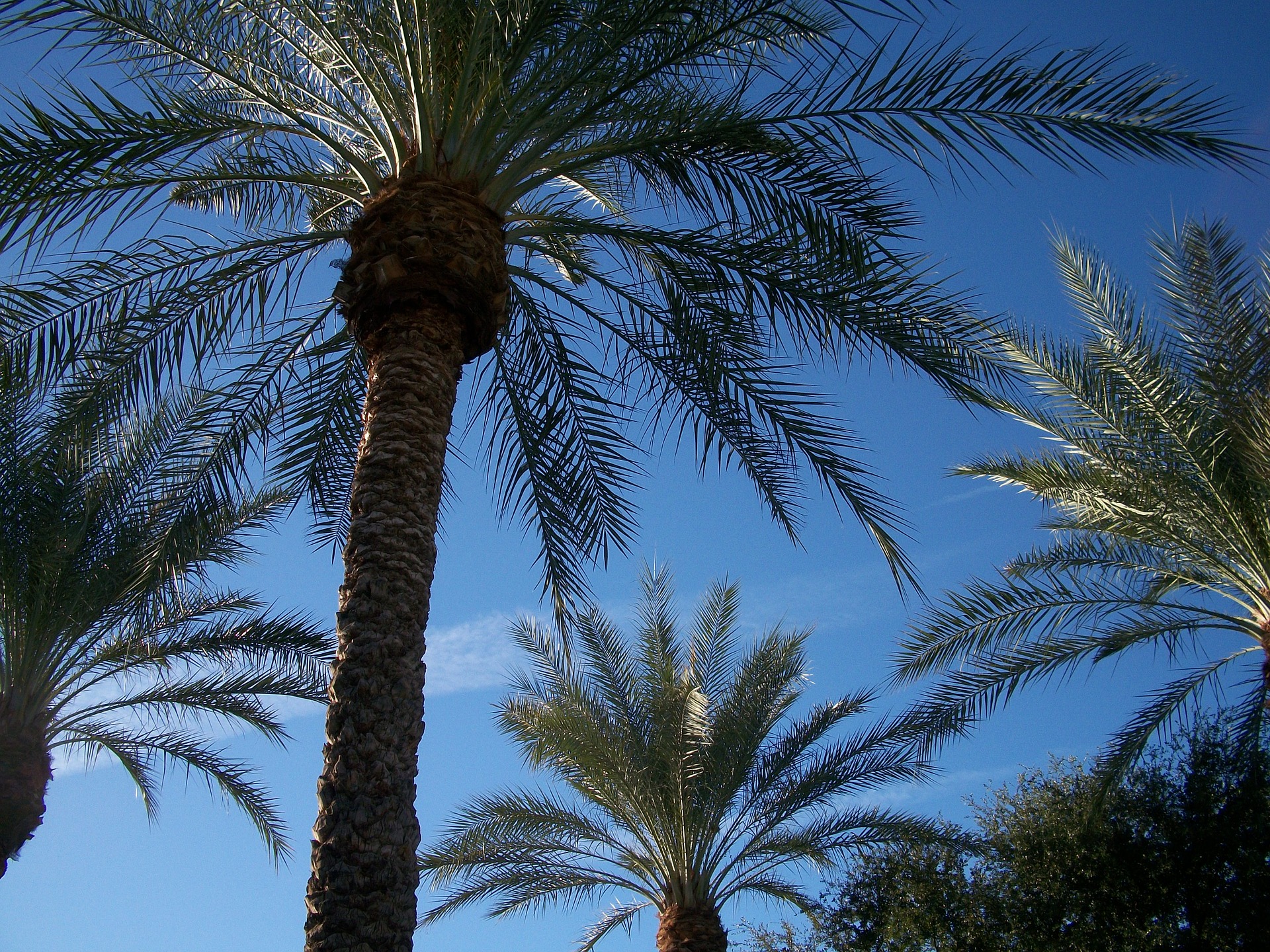 PALMERA CANARIA Phoenix Canariensis.